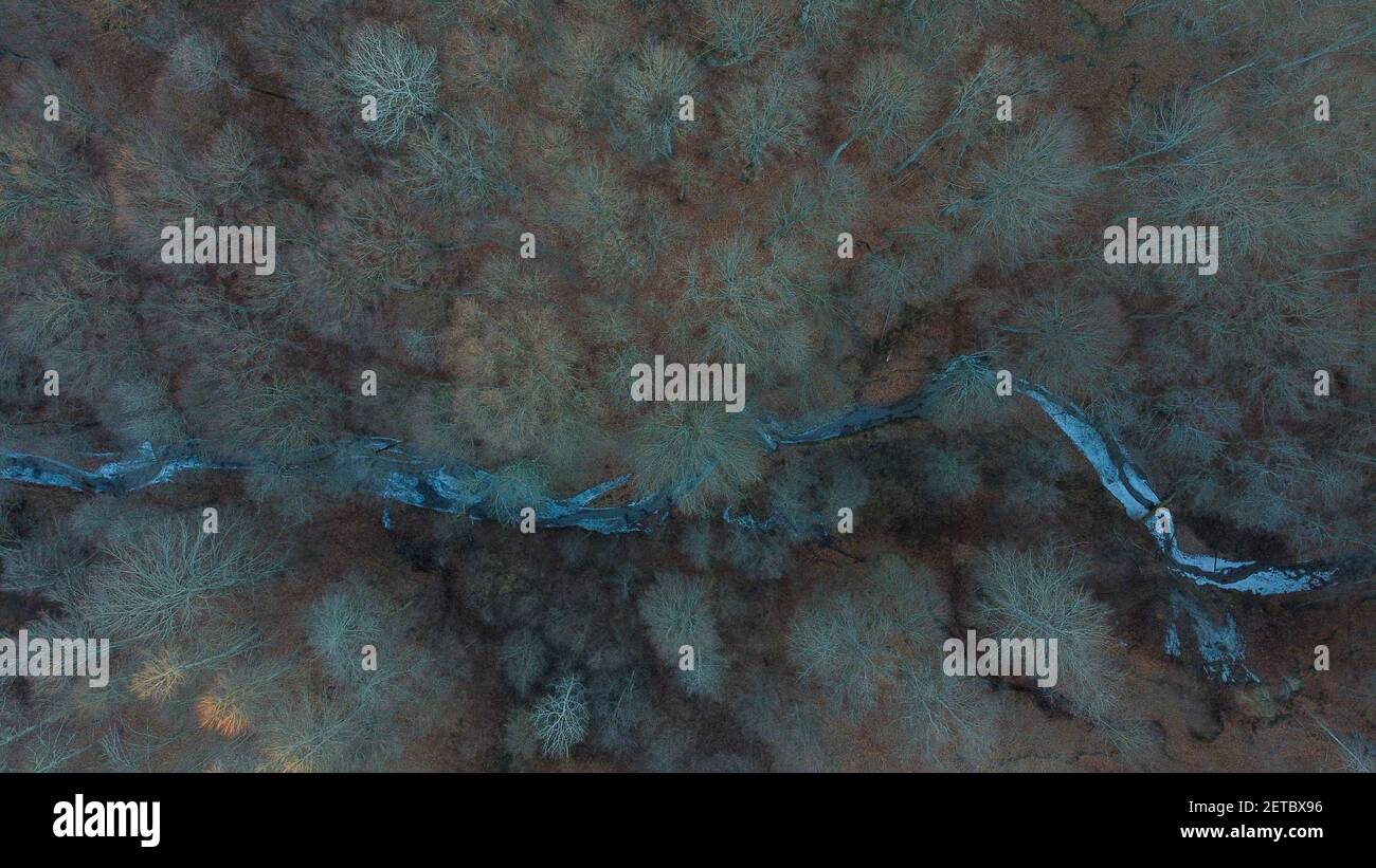 An aerial top view of densely forested area with winter leafless trees ...