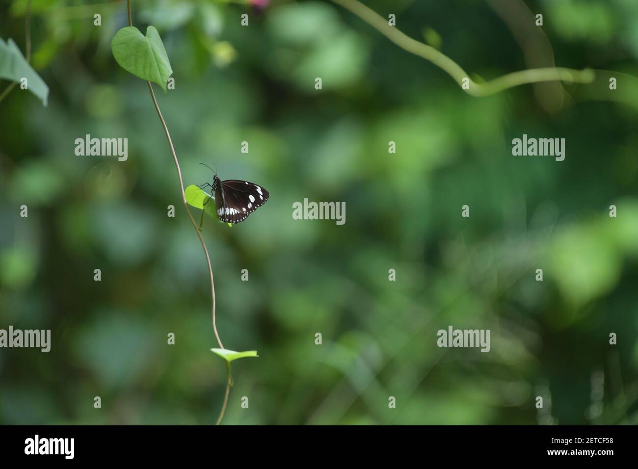 Beautiful butterfly (Lepidoptera) surrounded by lush tropical flora in ...