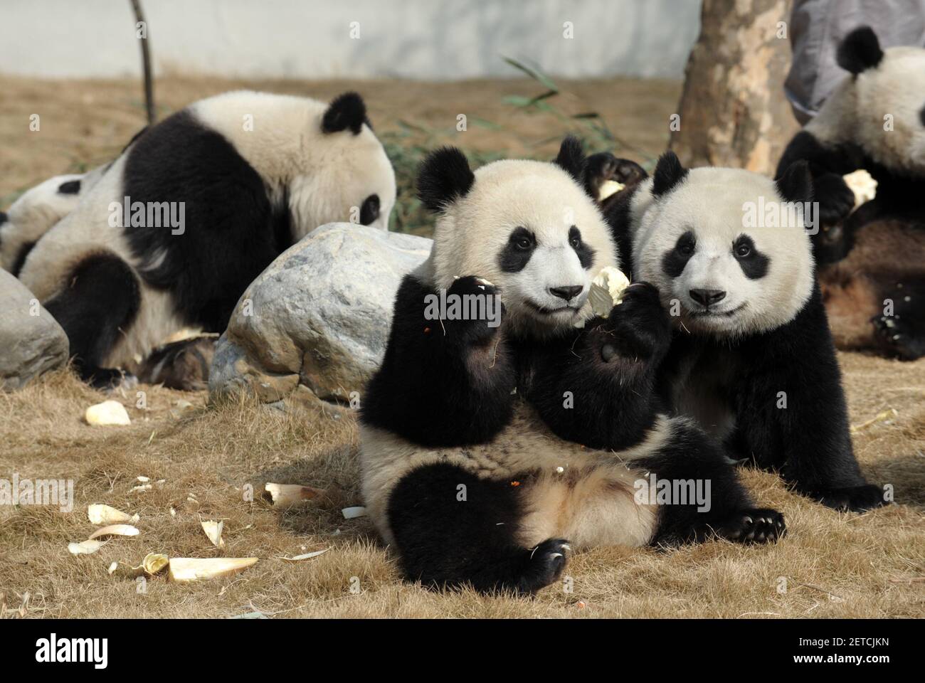 (170122) -- CHENGDU, Jan. 22, 2017 (Xinhua) -- Giant pandas eat special meal with bamboos ...
