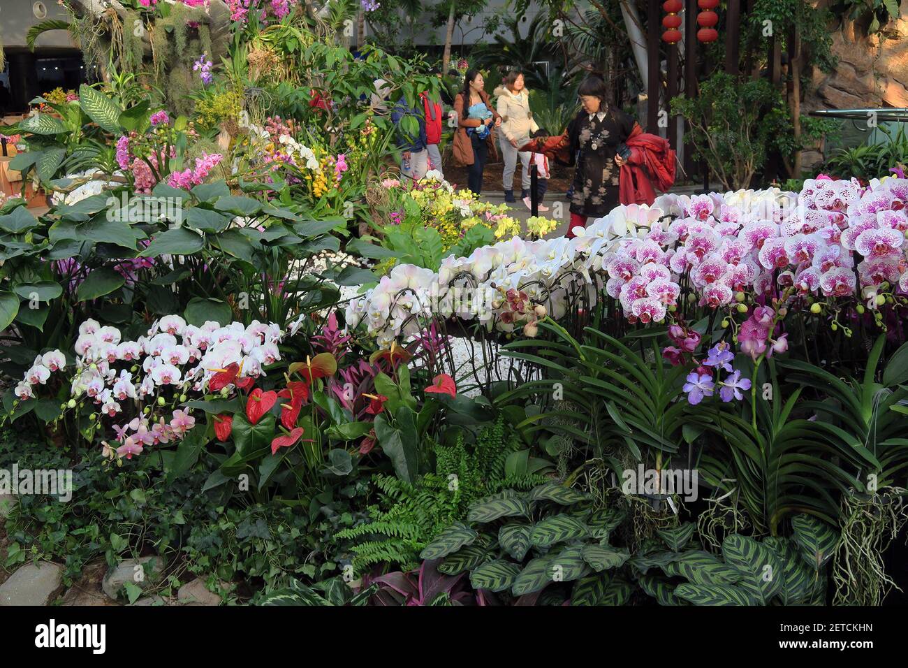 (170123) -- BEIJING, Jan. 23, 2017 (Xinhua) -- Tourists visit an orchid ...