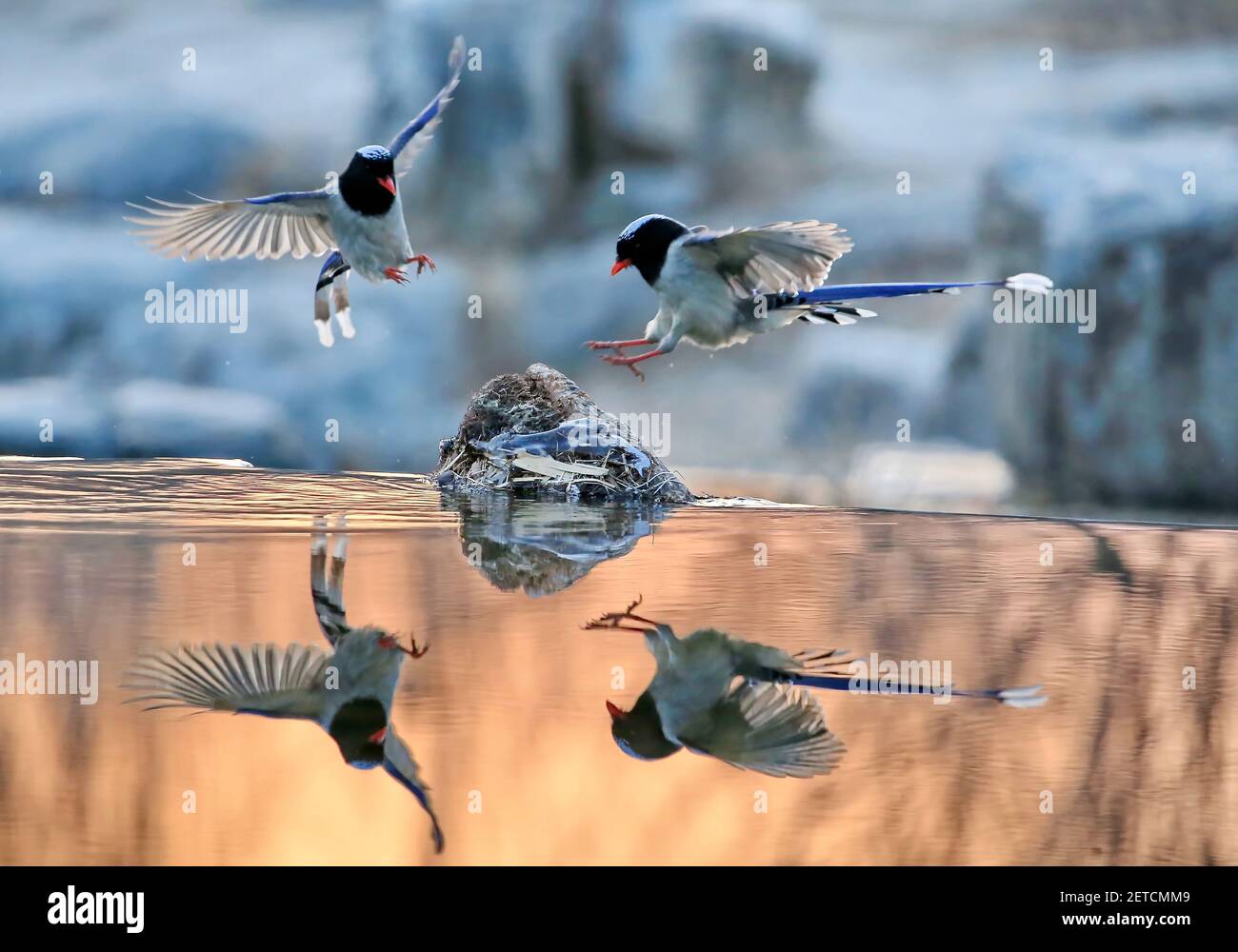 (170124) -- BEIJING, Jan. 24, 2017 (Xinhua) -- Red-billed blue magpies ...