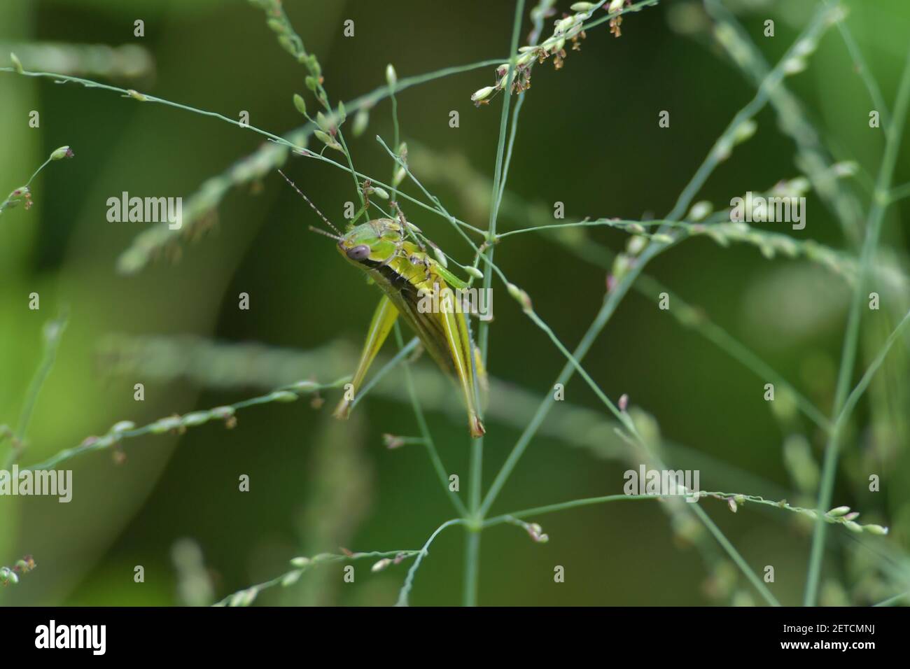 Grasshopper (Acrididae) in the midst of blades of grass in the lush ...