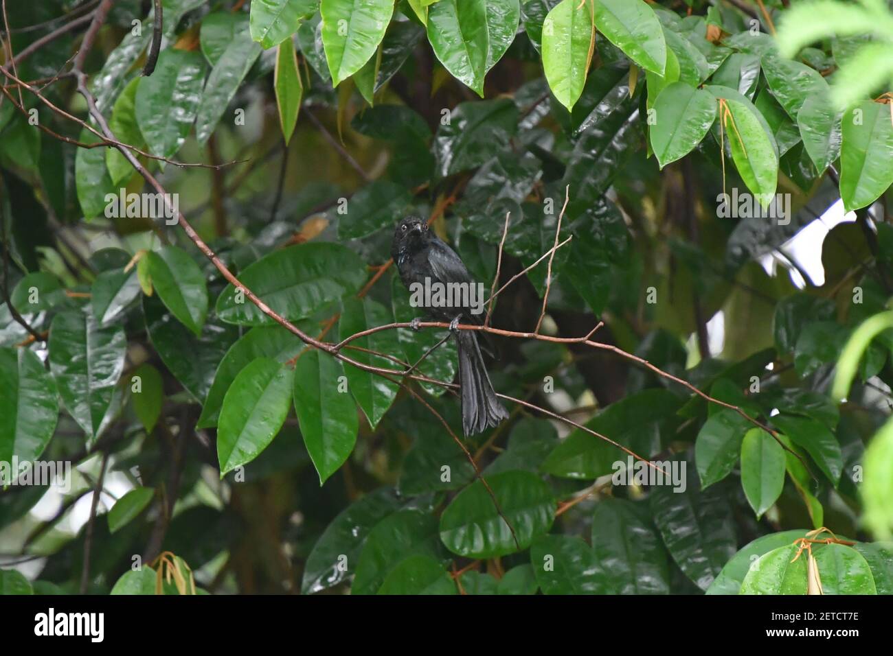 Tropical flora thriving during the monsoonal wet season of Tiwi islands ...