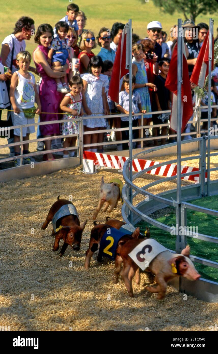 Pig racing hi-res stock photography and images - Alamy