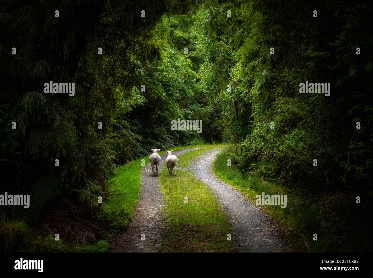 A pair of sheep walking down a treed forest path Stock Photo - Alamy
