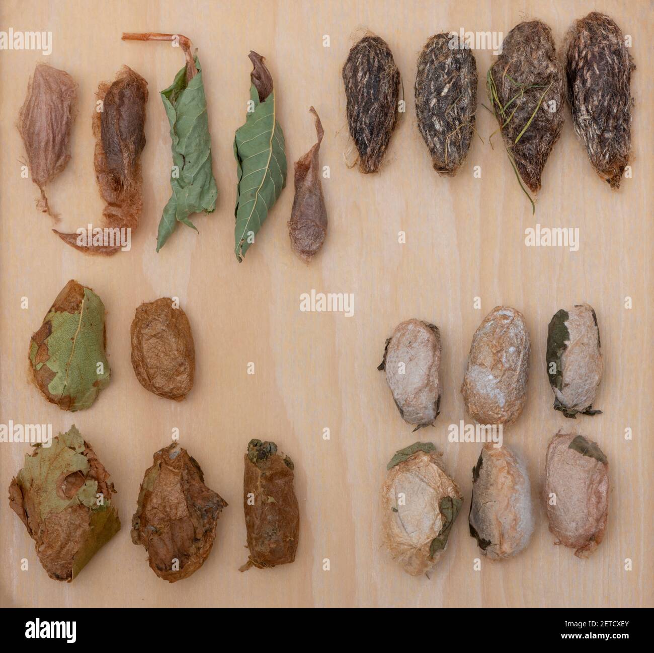 Luna Moth Caterpillar Cocoon