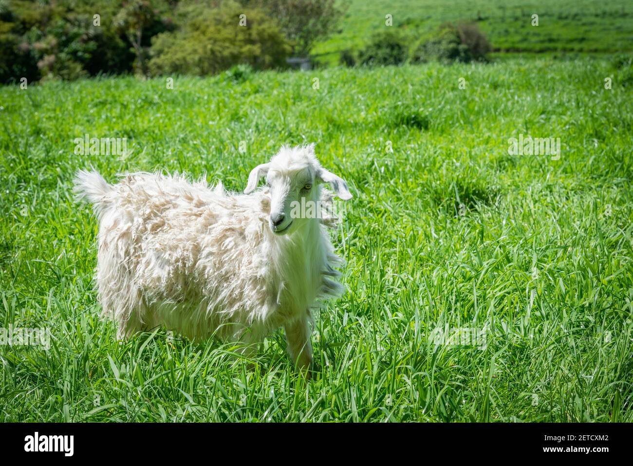 Hairy white long haired goat standing in a bright pasture of long green ...