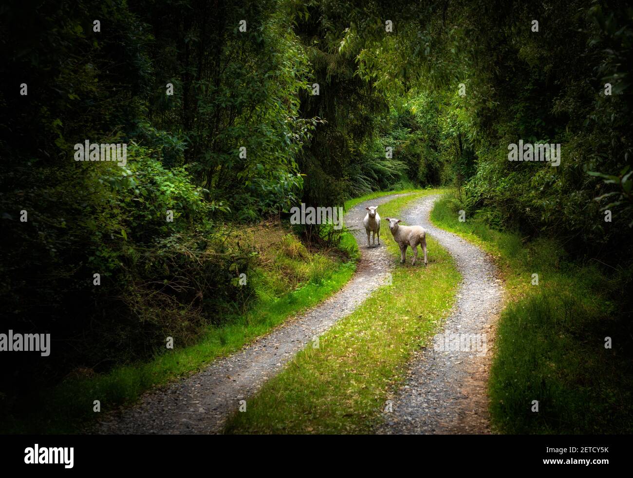 Sheep walking down road hi-res stock photography and images - Alamy