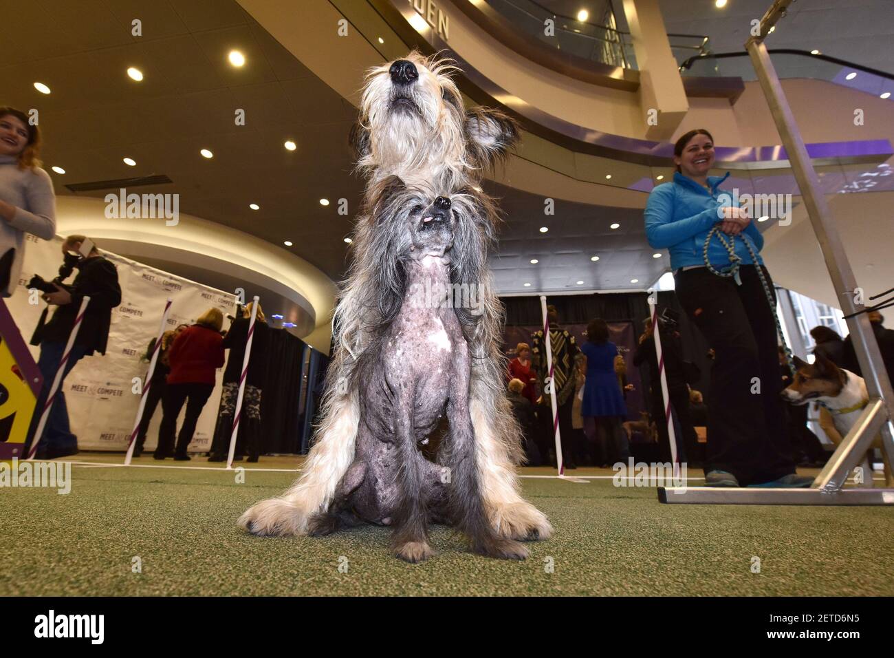 Fourteen year old Chinese Crested named Morgan (bottom) and a five year ...
