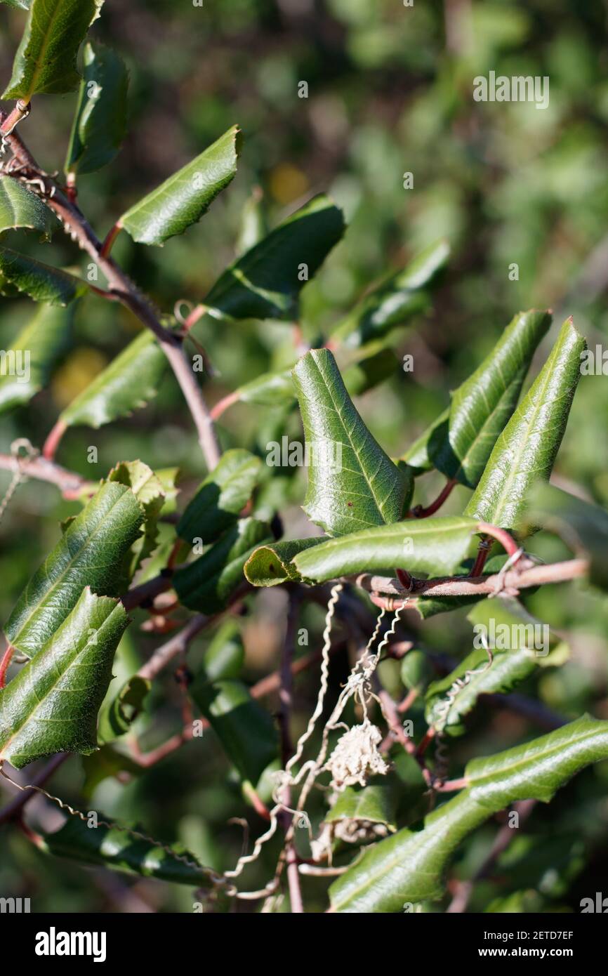 Rounded recurved aculeately margined leaves of Hollyleaf Redberry ...