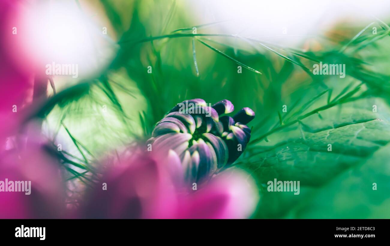 macro en fleur,macro in bloom, flower bouquet, flower, colored Stock ...