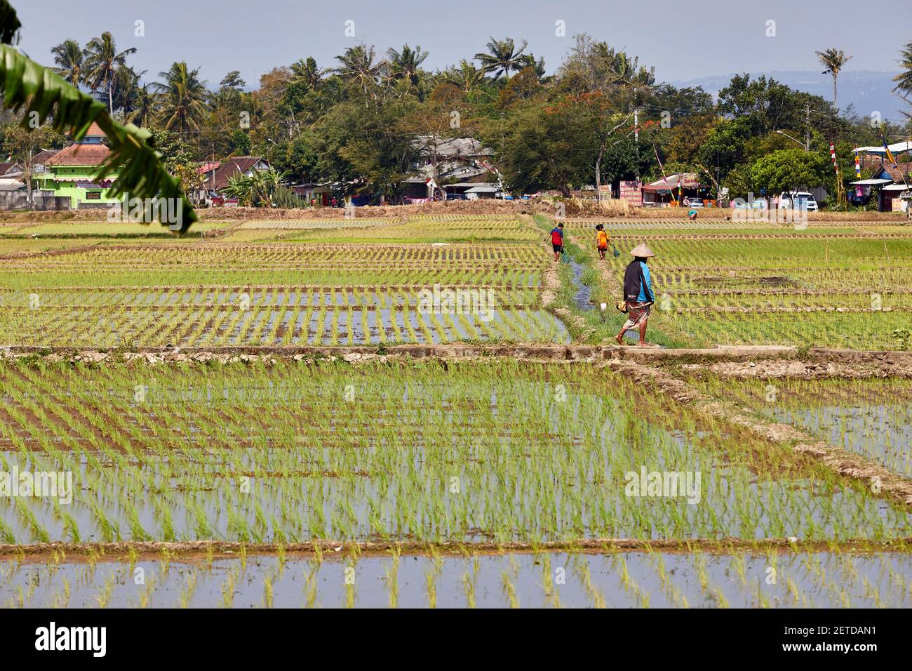 Java Indonesia Rice Paddies High Resolution Stock Photography and ...