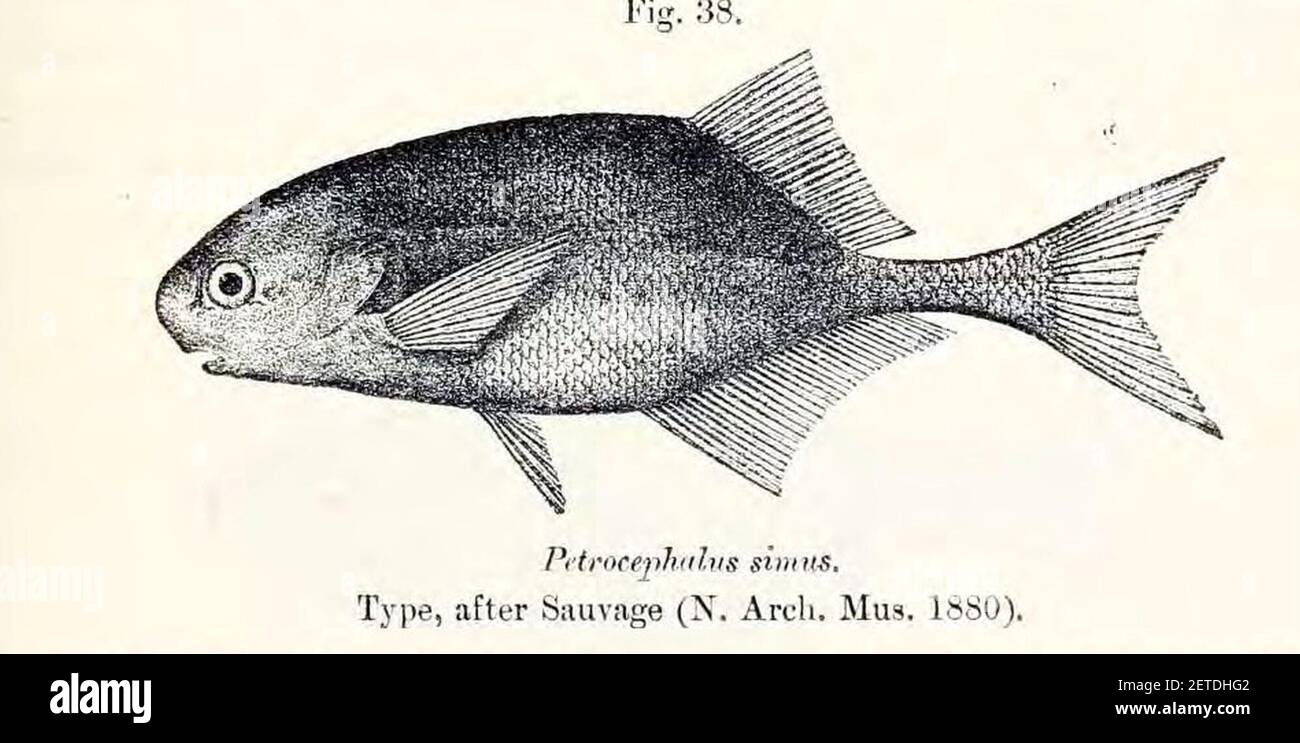 Petrocephalus simus hi-res stock photography and images - Alamy