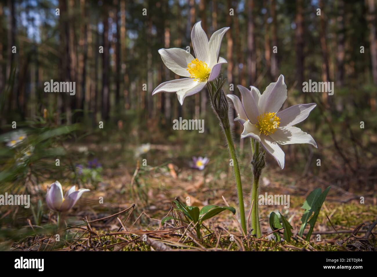 Beautiful white yellow spring wildflowers pasque-flower (pulsatilla ...