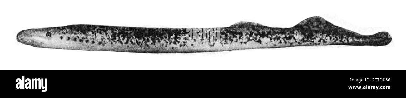 Petromyzon hi-res stock photography and images - Alamy