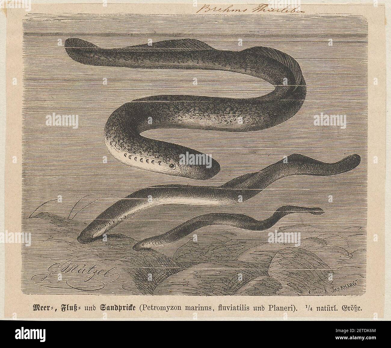 Petromyzon marinus, fluviatilis und Planeri Stock Photo - Alamy