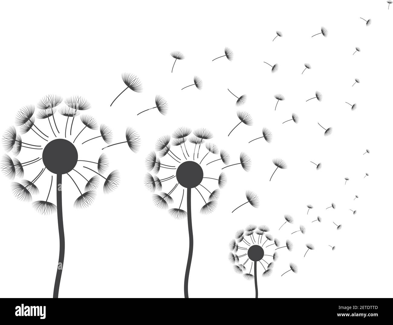 Dandelion vector illustration design Stock Vector Image & Art - Alamy