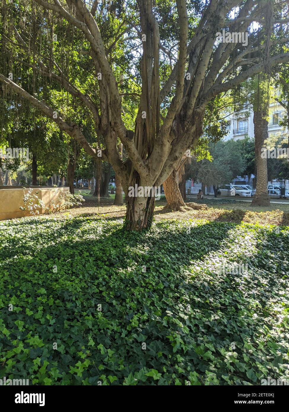 the tree trunks in the park in the background of residential building ...