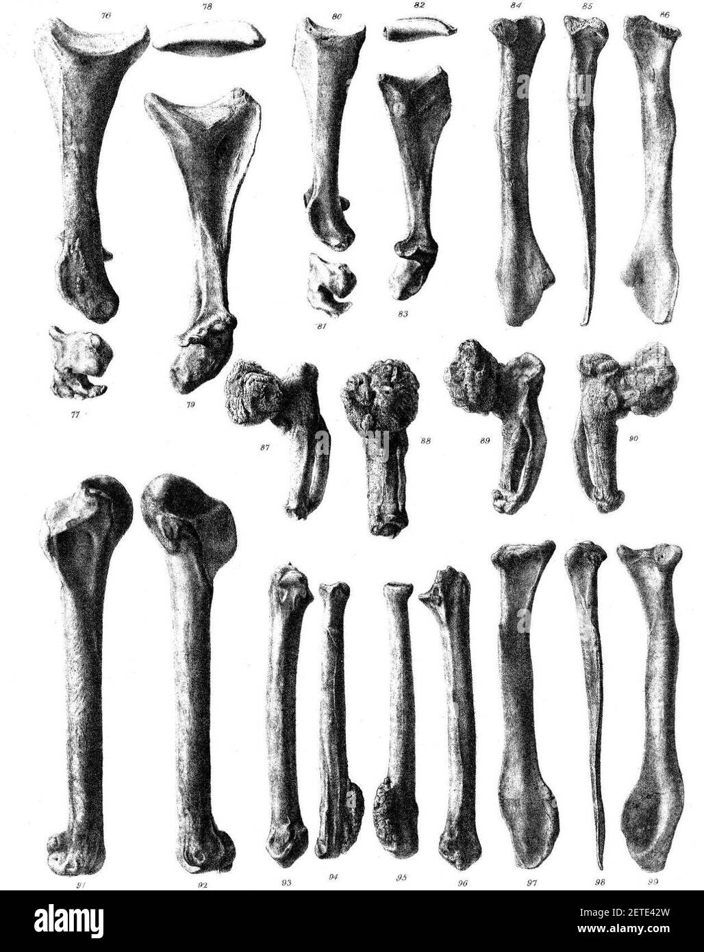 Pezophaps wing bones Stock Photo - Alamy