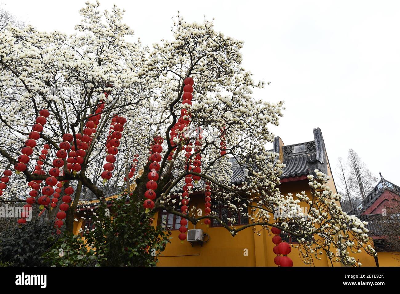 A 500-year-old mangnolia tree bloom inside the Faxijiang Temple in ...