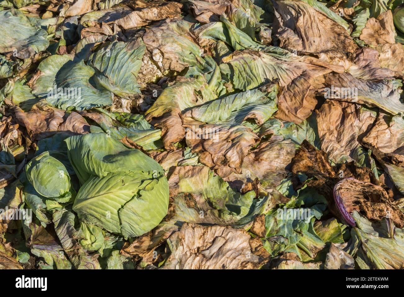 Pile of decomposing Brassica oleracea -Cabbage crops in agricultural ...