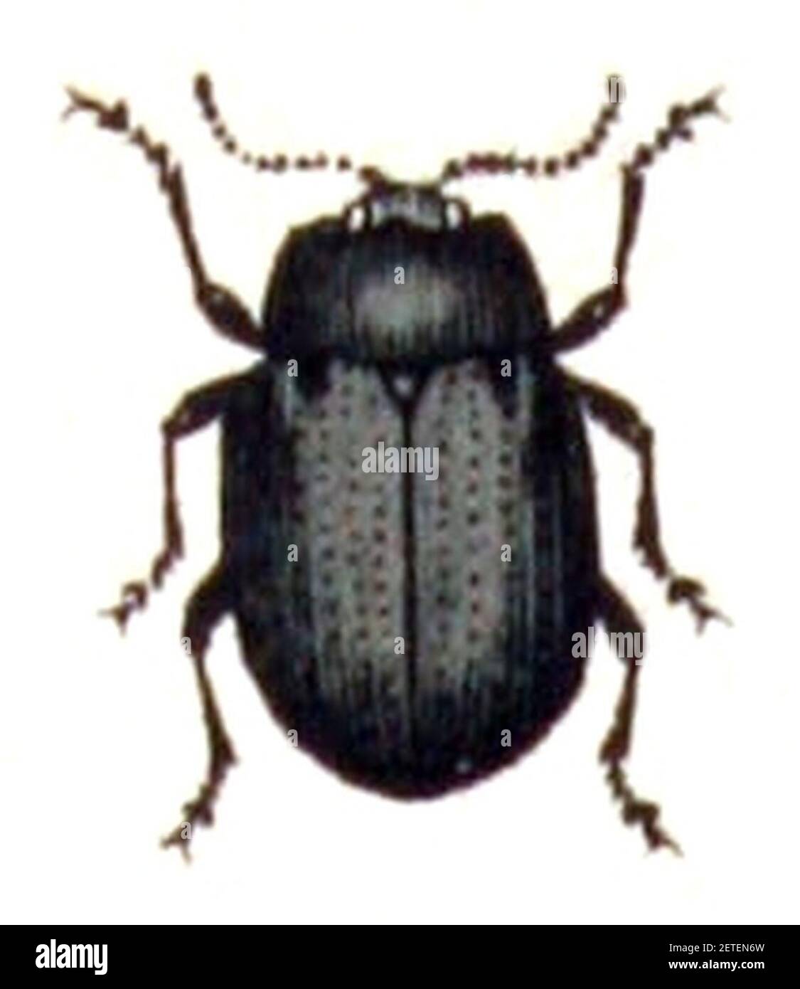 Phaedon hi-res stock photography and images - Alamy