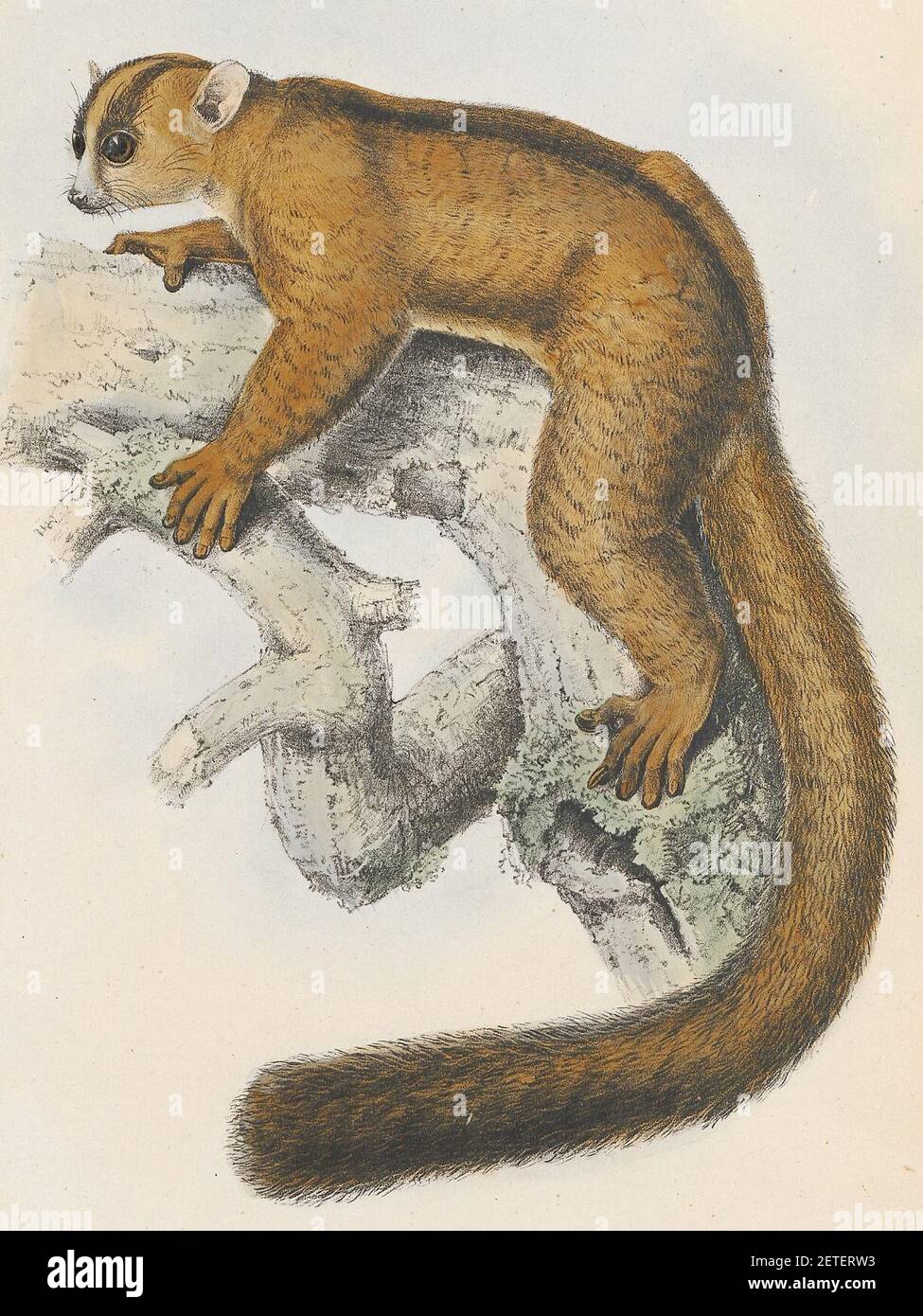 Phaner furcifer hi-res stock photography and images - Alamy