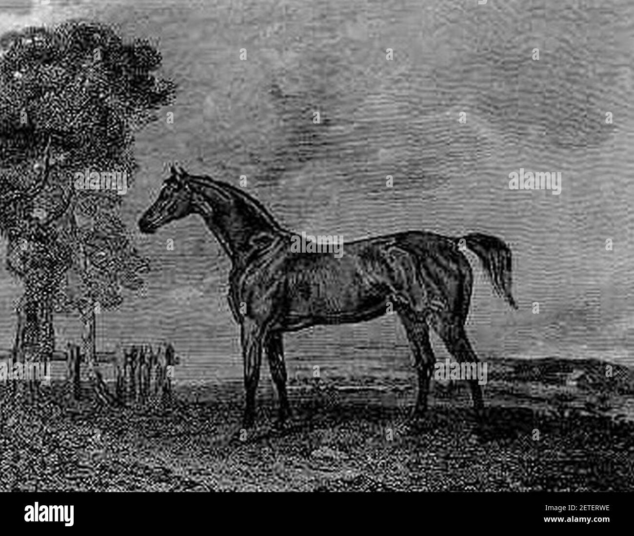 Phantom Derby winner Stock Photo - Alamy