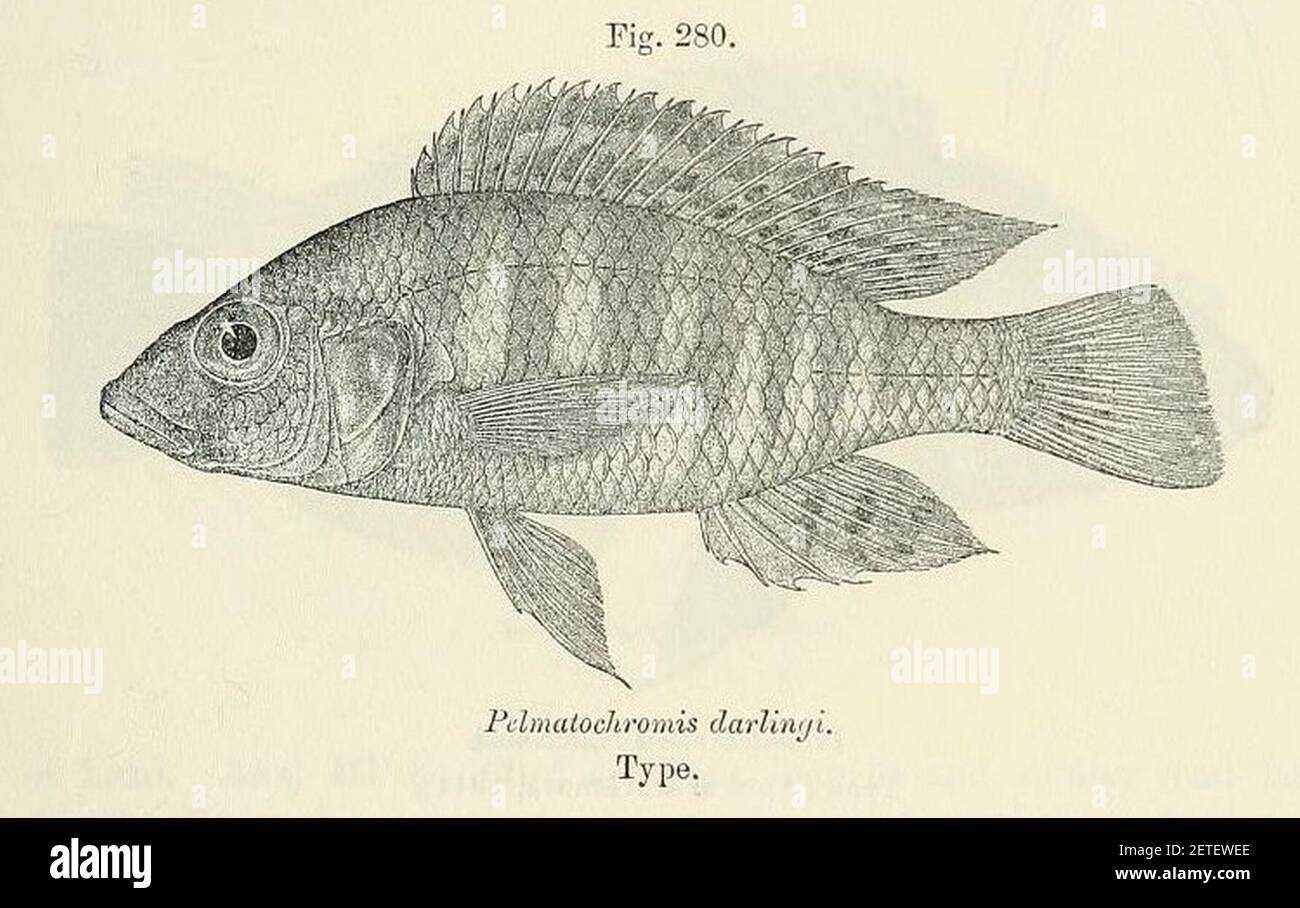 Darlingi hi-res stock photography and images - Alamy