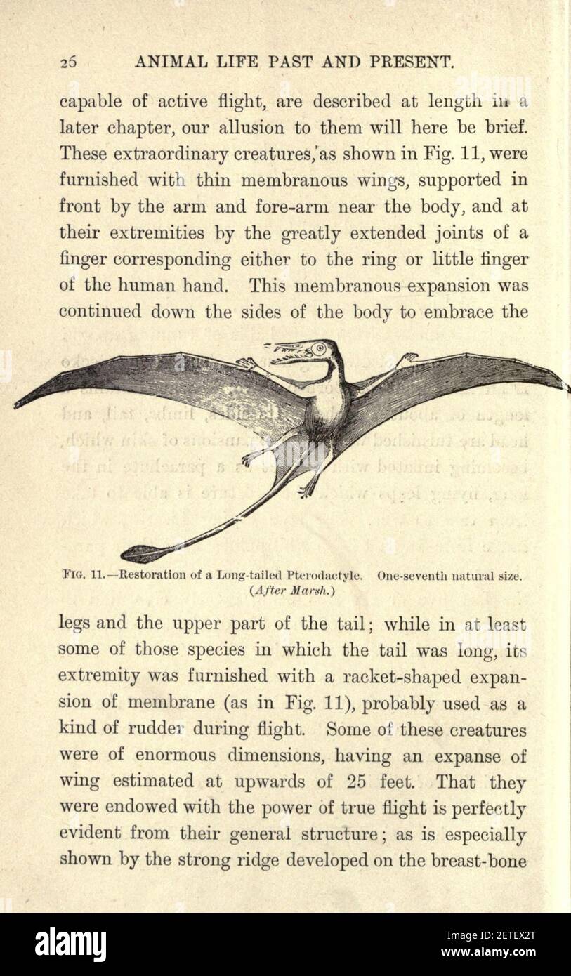 Phases of animal life, past and present (Page 26 Stock Photo - Alamy
