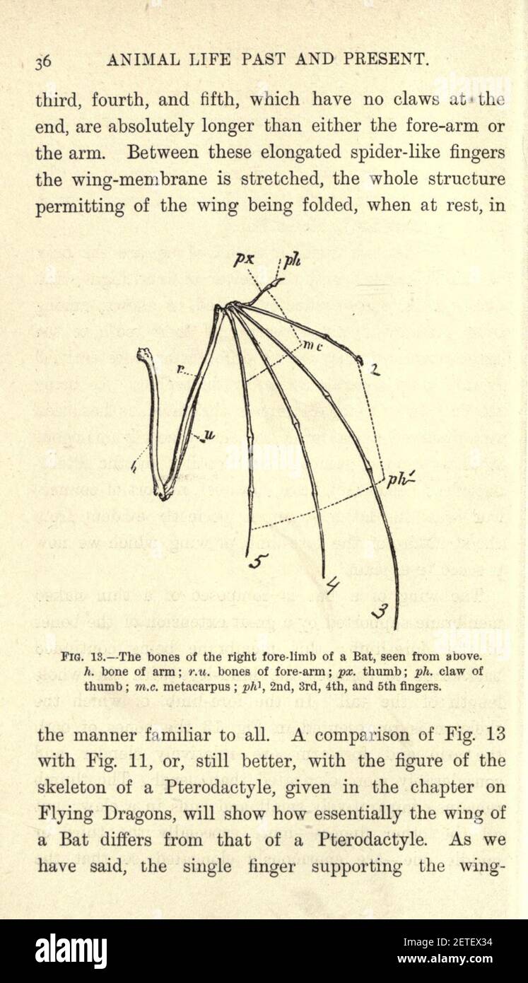 Phases of animal life, past and present (Page 36 Stock Photo - Alamy