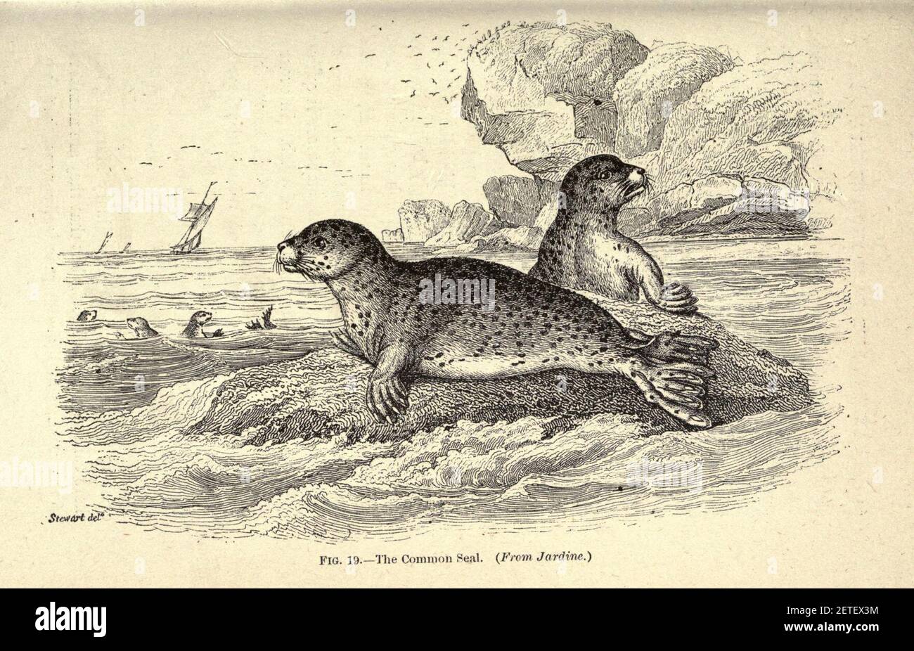 Phases of animal life, past and present (Page 63 Stock Photo - Alamy