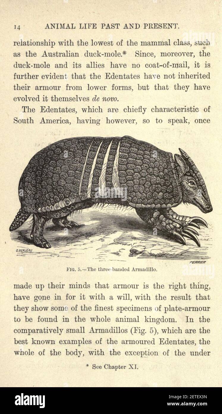 Phases of animal life, past and present (Page 14 Stock Photo - Alamy