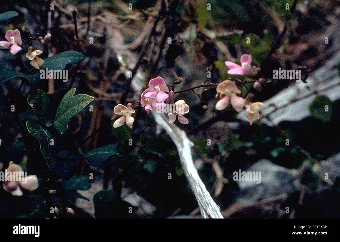 Phaseolus polystachios 01 Stock Photo - Alamy