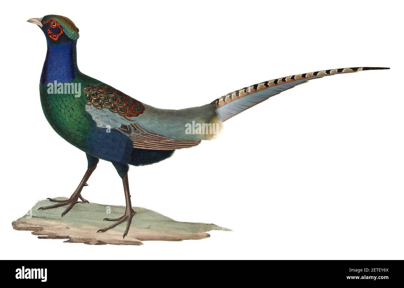 Phasianus versicolor hi-res stock photography and images - Alamy