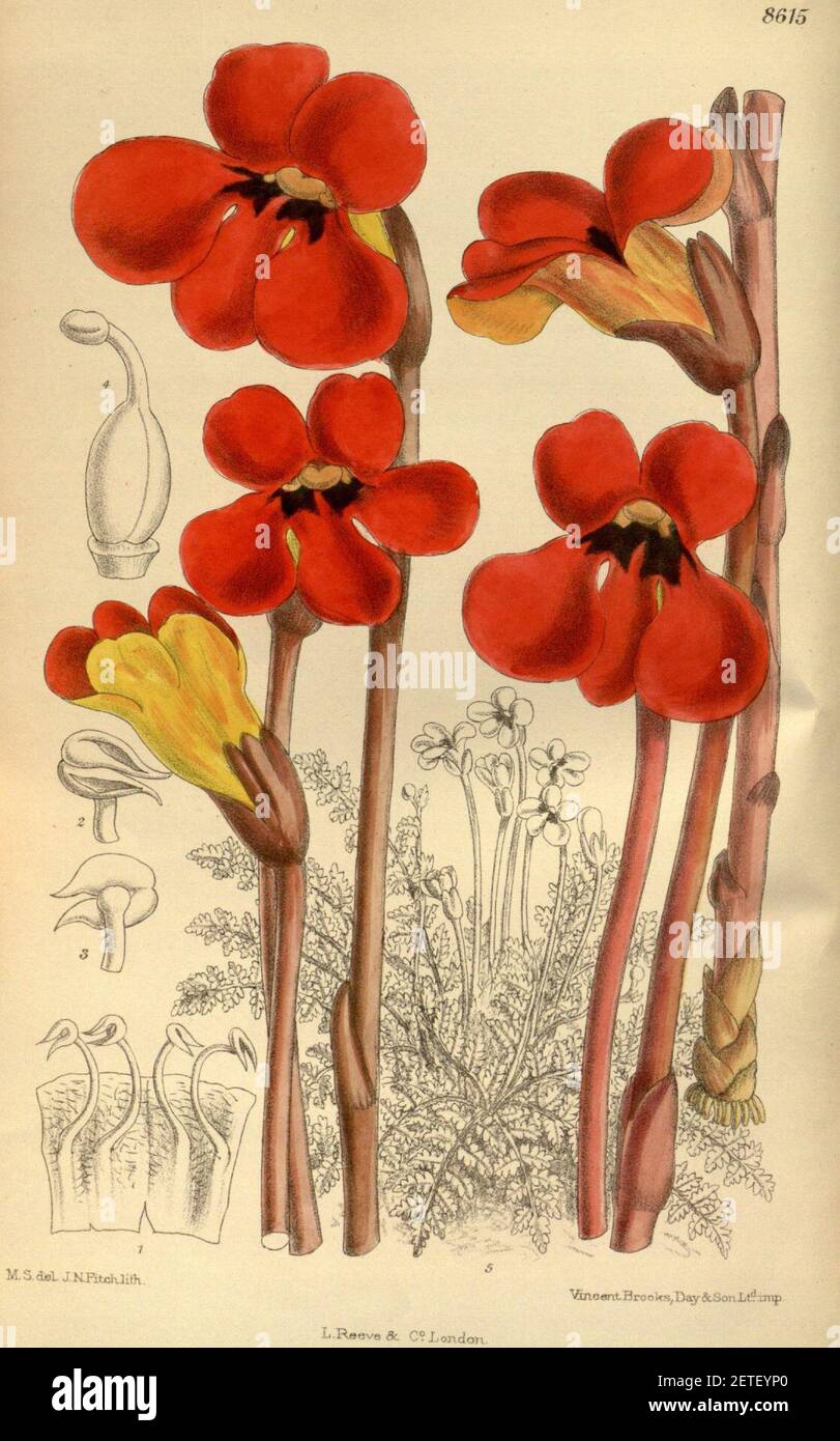 Phelypaea hi-res stock photography and images - Alamy