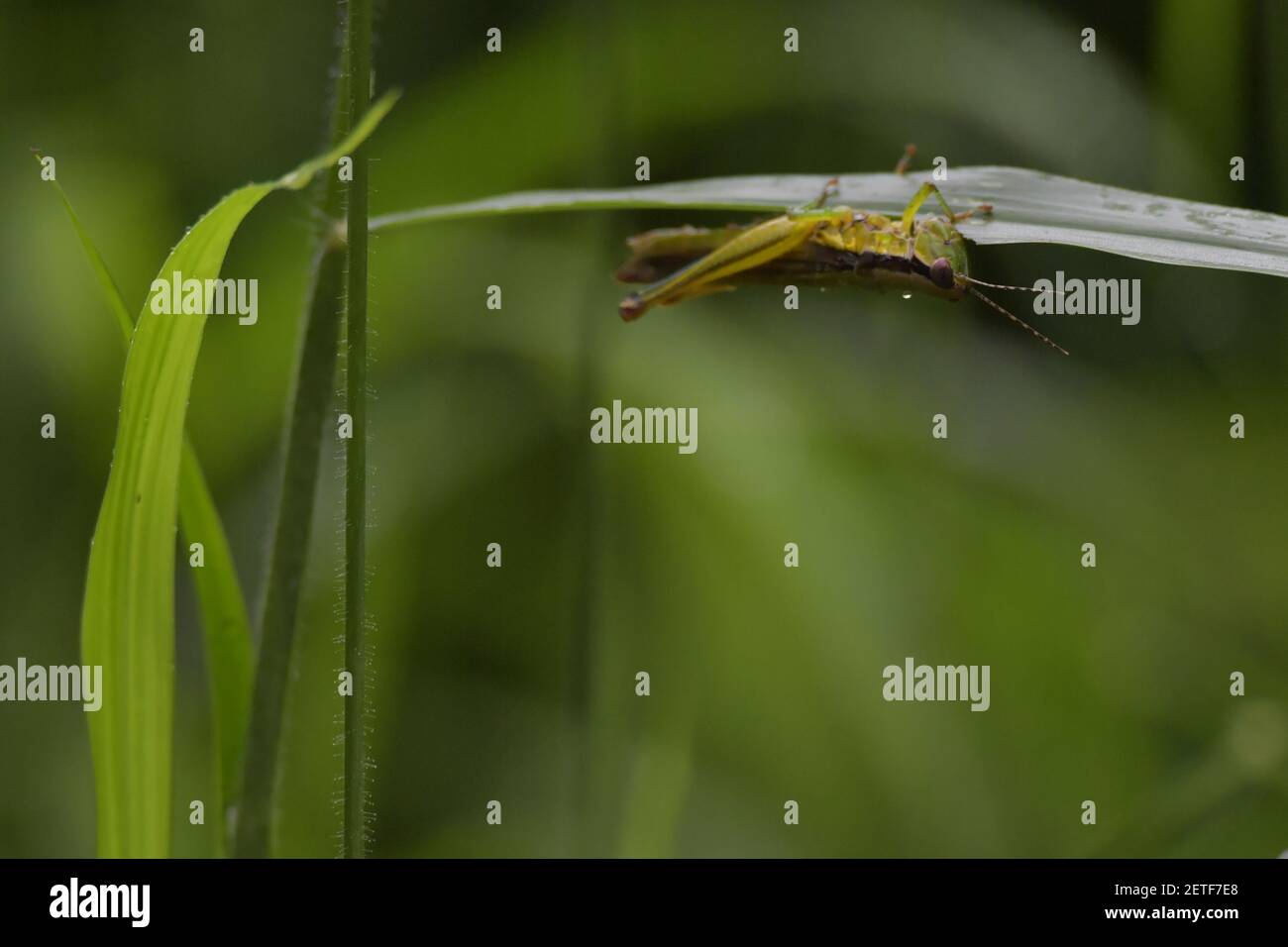 Grasshopper (Acrididae) in the midst of blades of grass in the lush ...