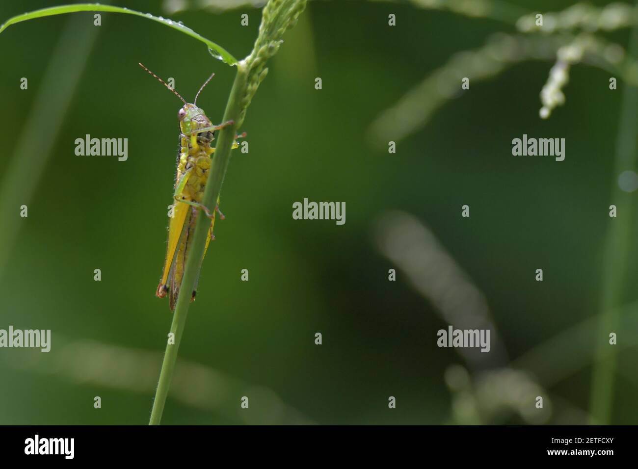 Grasshopper (Acrididae) in the midst of blades of grass in the lush ...