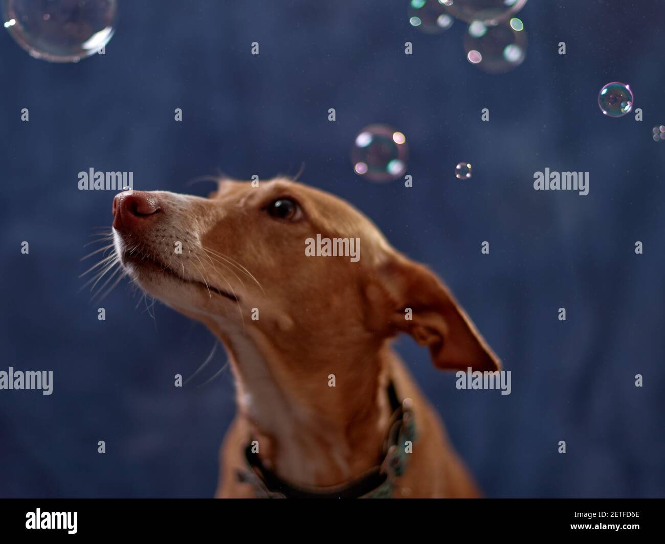 dog posing with a blue background and playing with bubbles Stock Photo ...