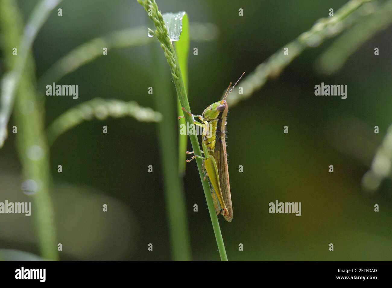 Grasshopper (Acrididae) in the midst of blades of grass in the lush ...