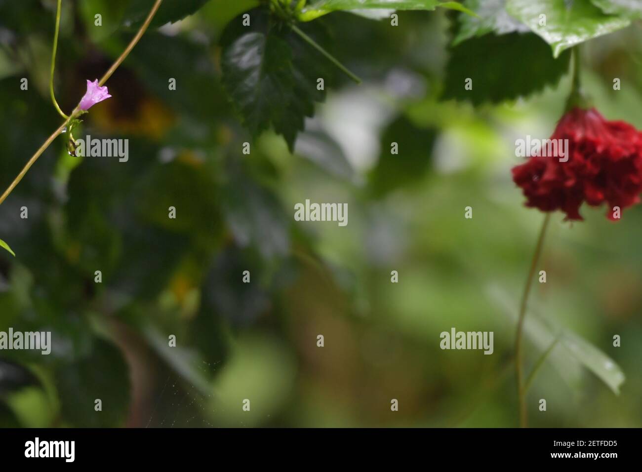 Tropical flora flowering during the monsoonal wet season of Tiwi ...