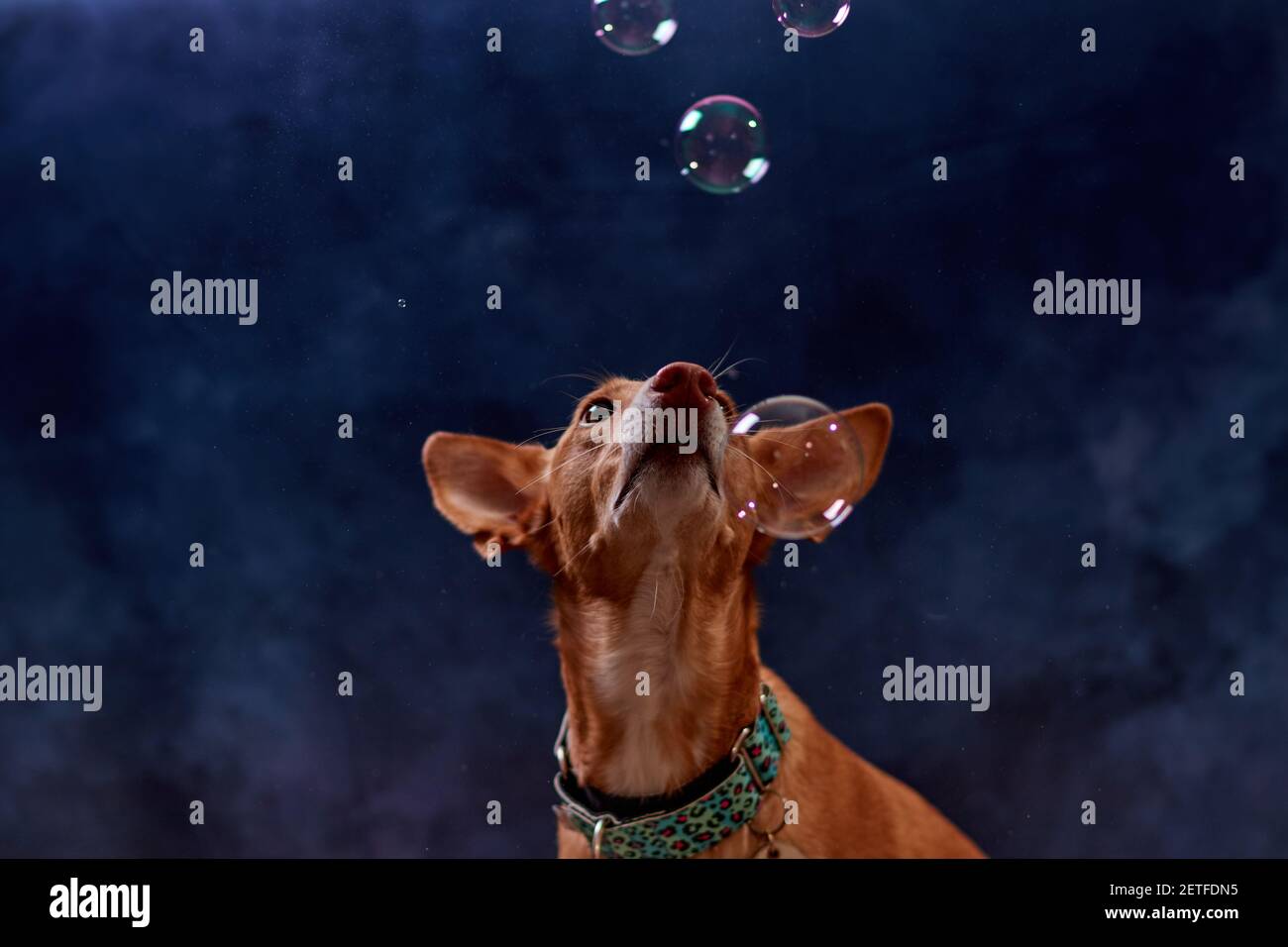 dog posing with a blue background and playing with bubbles Stock Photo ...