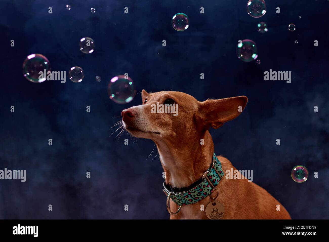 dog posing with a blue background and playing with bubbles Stock Photo ...