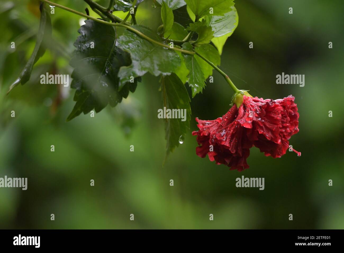 Tropical flora flowering during the monsoonal wet season of Tiwi ...
