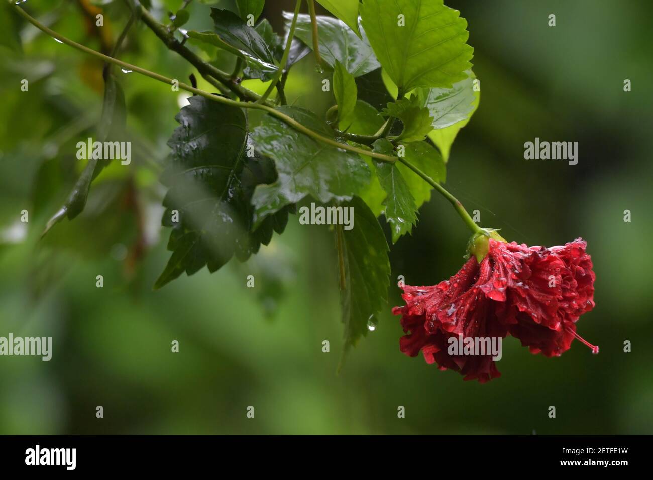 Tropical flora flowering during the monsoonal wet season of Tiwi ...