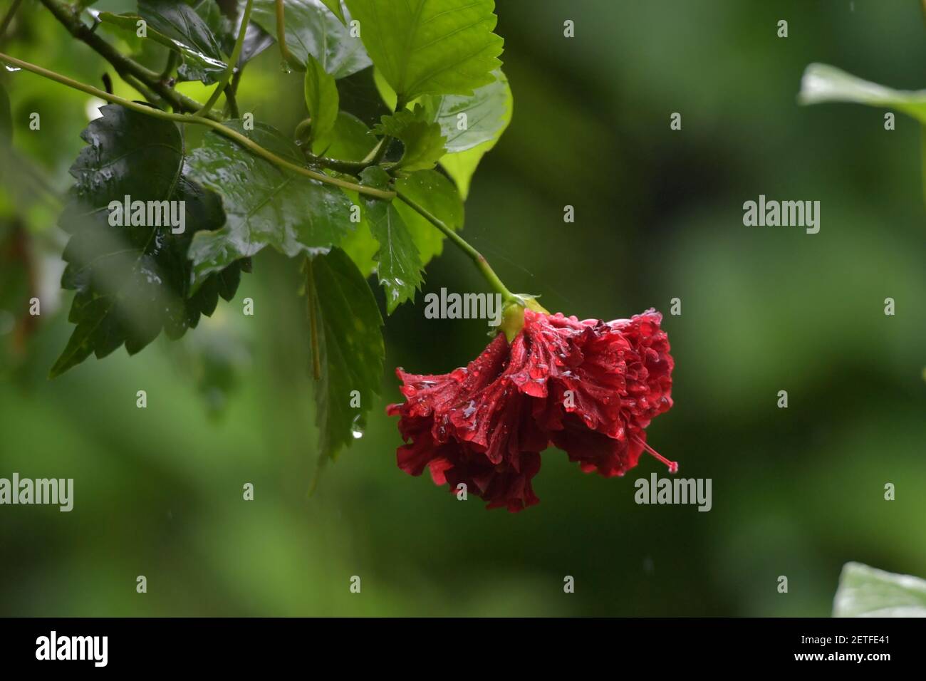 Tropical flora flowering during the monsoonal wet season of Tiwi ...