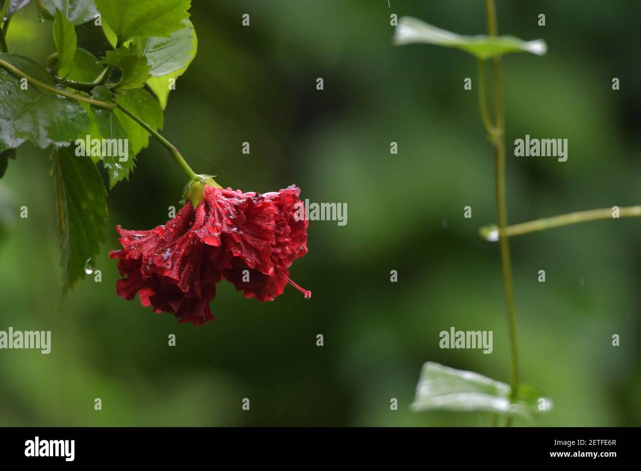 Tropical flora flowering during the monsoonal wet season of Tiwi ...