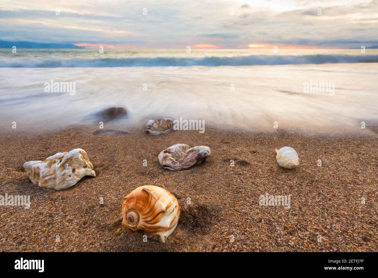 Seashells Sitting on the Beach As a Gentle Wave Rolls to Shore Stock ...
