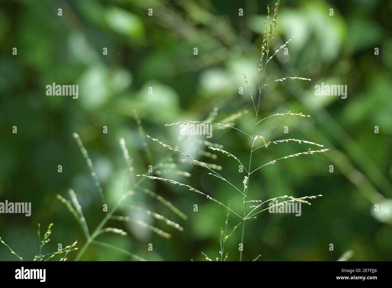 Tropical flora thriving during the monsoonal wet season of Tiwi islands ...