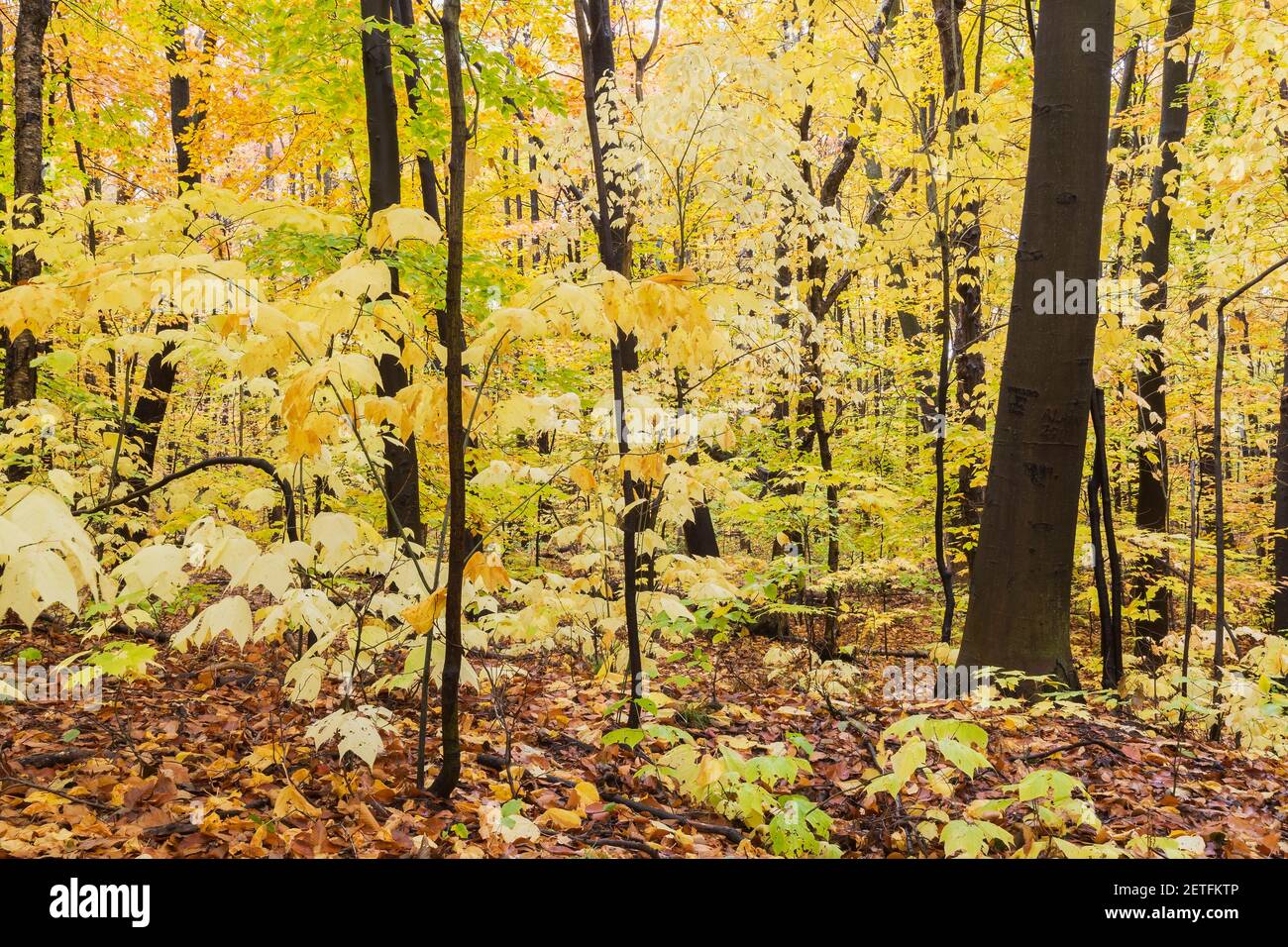 Forest of mixed deciduous trees in autumn Stock Photo - Alamy